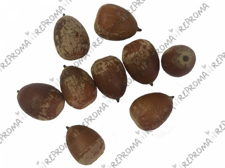 Sušený žaluď natural - plod | MojaReproma.sk